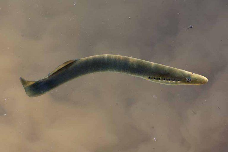 Pôle Poissons - Observatoire du patrimoine naturel du Marais poitevin